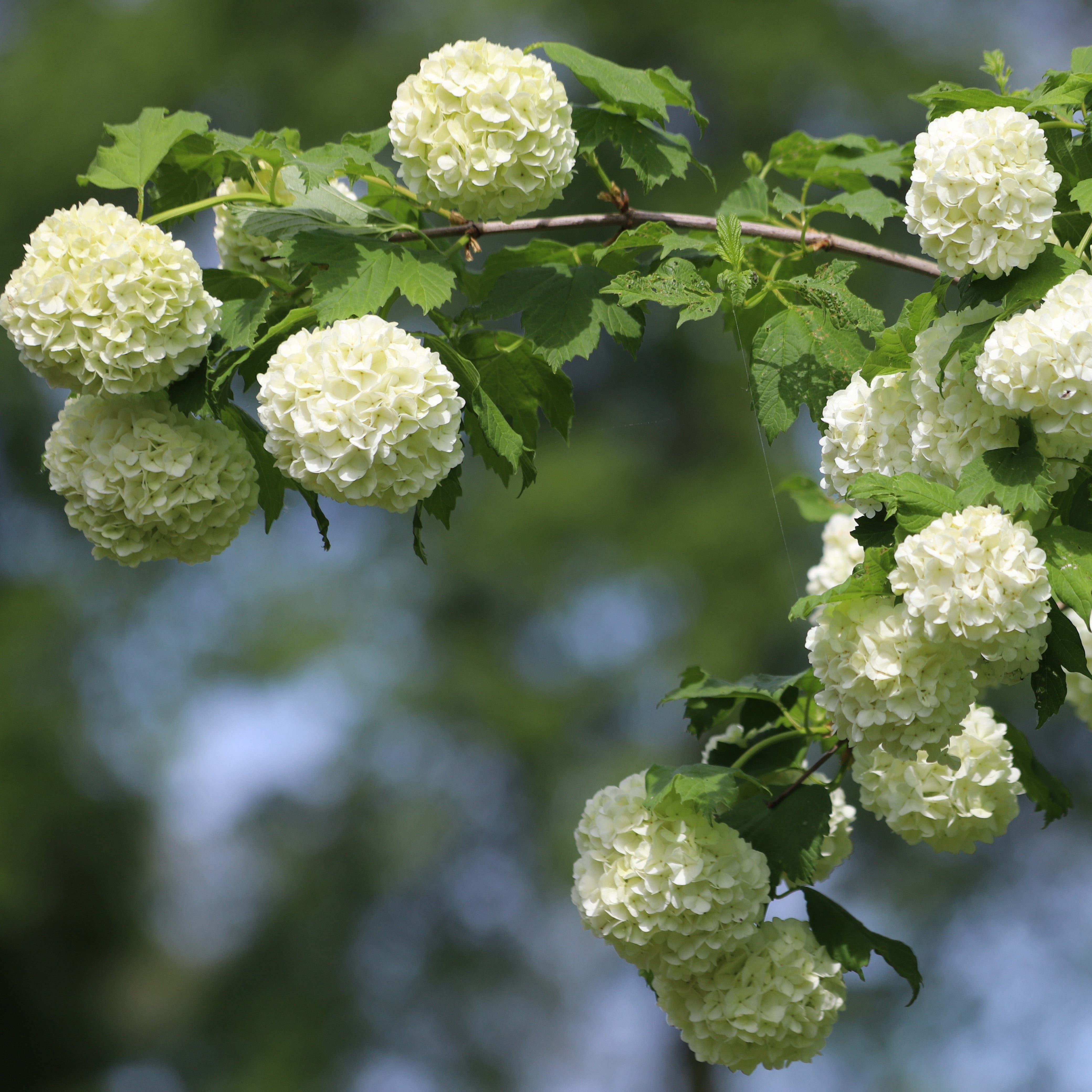 Viburnum opulus 'Roseum' - Gefüllter Schneeball 'Roseum' – Gartenwelt ...